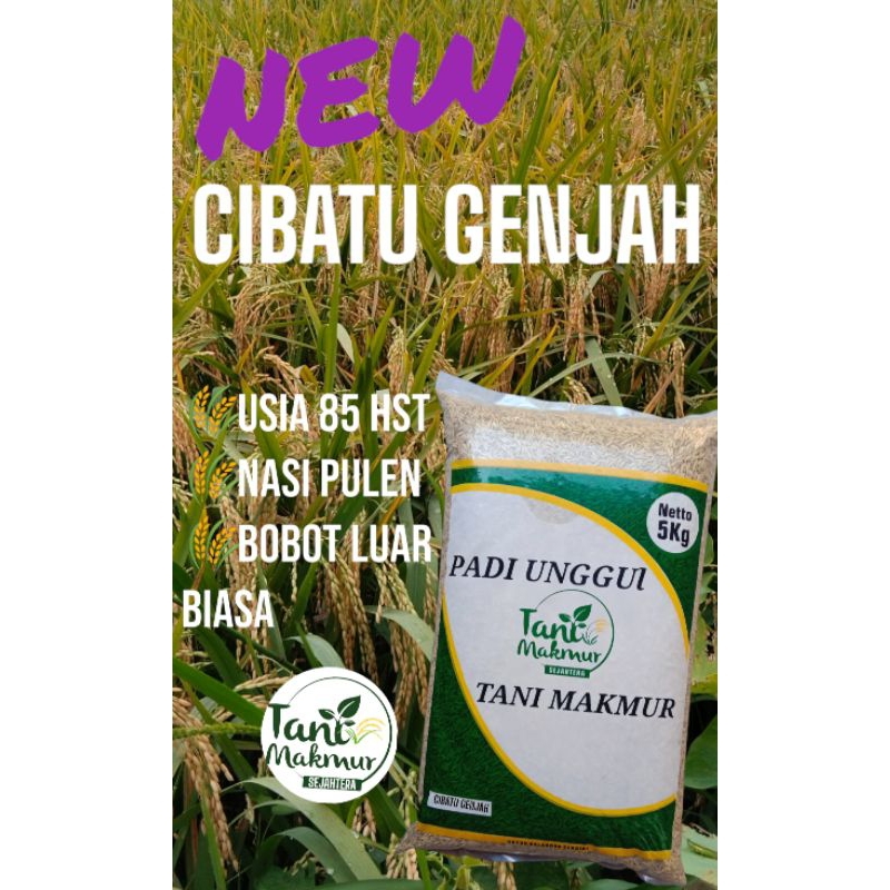 Jual Benih padi cibatu genjah kemasan 5kg usia panen 85 hst, nasi pelen ...