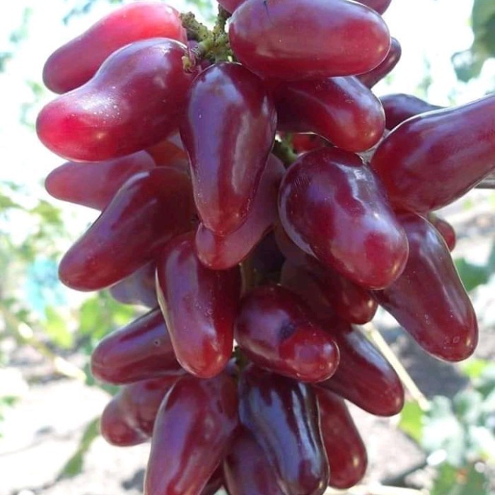 Jual bibit anggur import oscar genjah | Shopee Indonesia