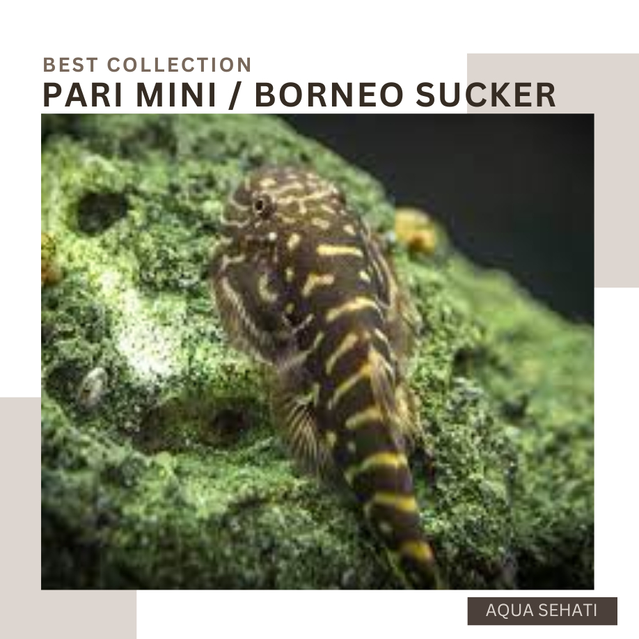Jual ikan pari mini / borneo loach / borneo sucker - instant saja ...