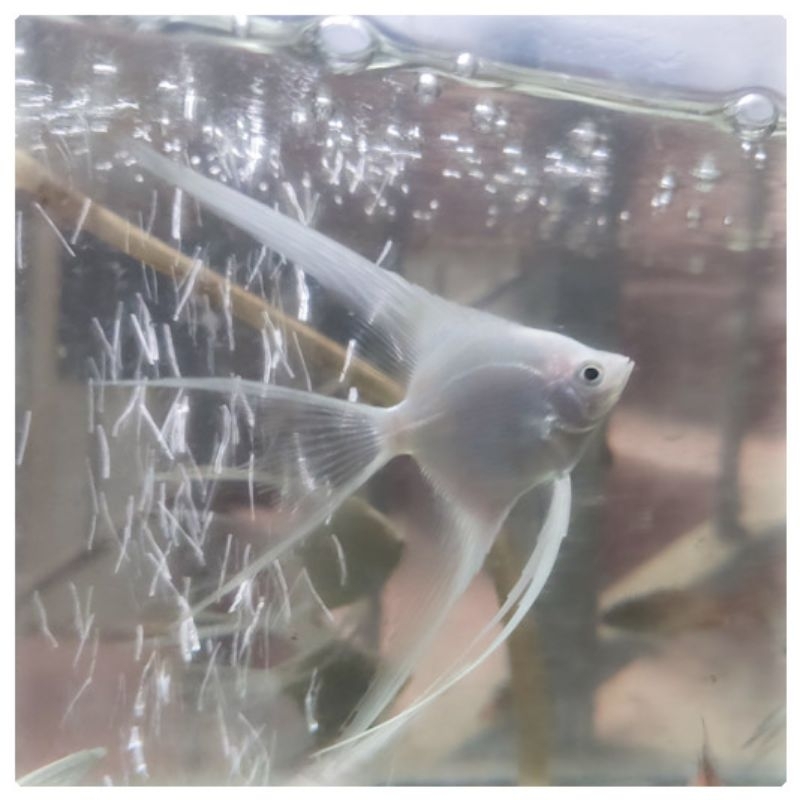 Jual Manfish Platinum Slayer | Shopee Indonesia