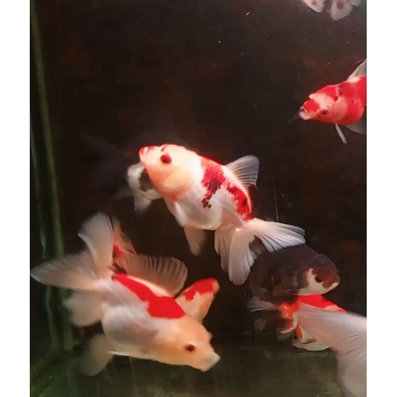 Jual ikan mas koki tricaler gen panda size 8-9cm goldfish | Shopee ...