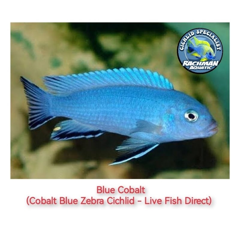 Jual Blue Cobalt Cichlid (Cobalt Blue Zebra) | Shopee Indonesia
