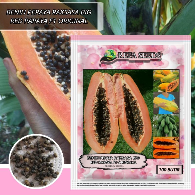 Jual 1 Pack (100 Butir) Benih Pepaya Raksasa Super Manis Big Red Papaya ...
