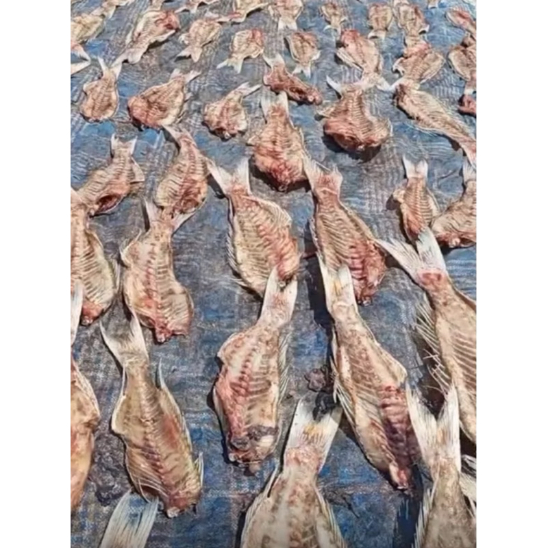 Jual Tepung daging dan tulang ikan laut 1kg | Shopee Indonesia