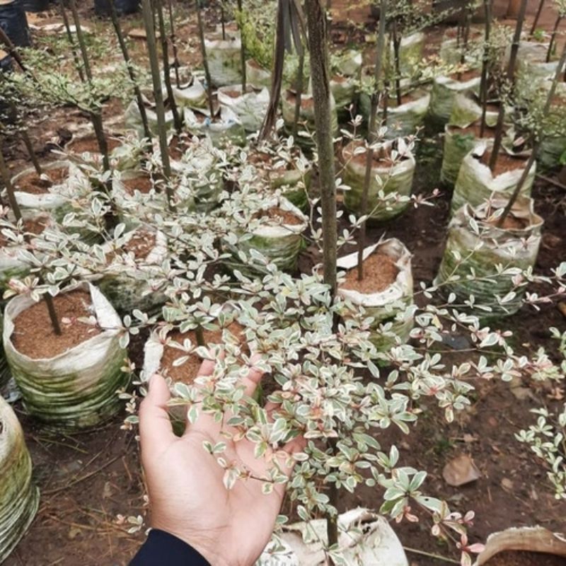Jual Ready Bibit Tanaman Hias Ketapang Kencana Varigata Tinggi 1 ...
