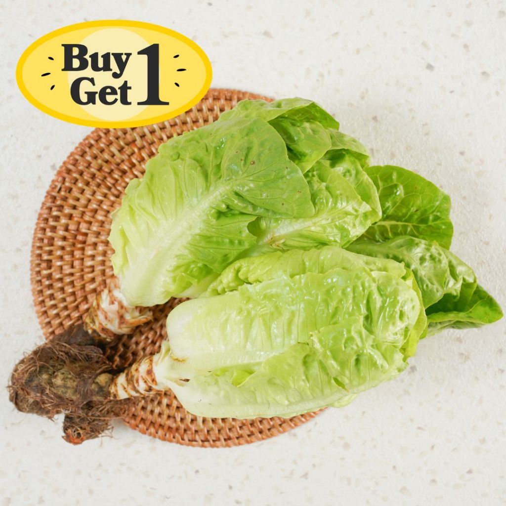 Jual Selada Romaine Kecil Hidroponik 250 gram B1G1 | Shopee Indonesia