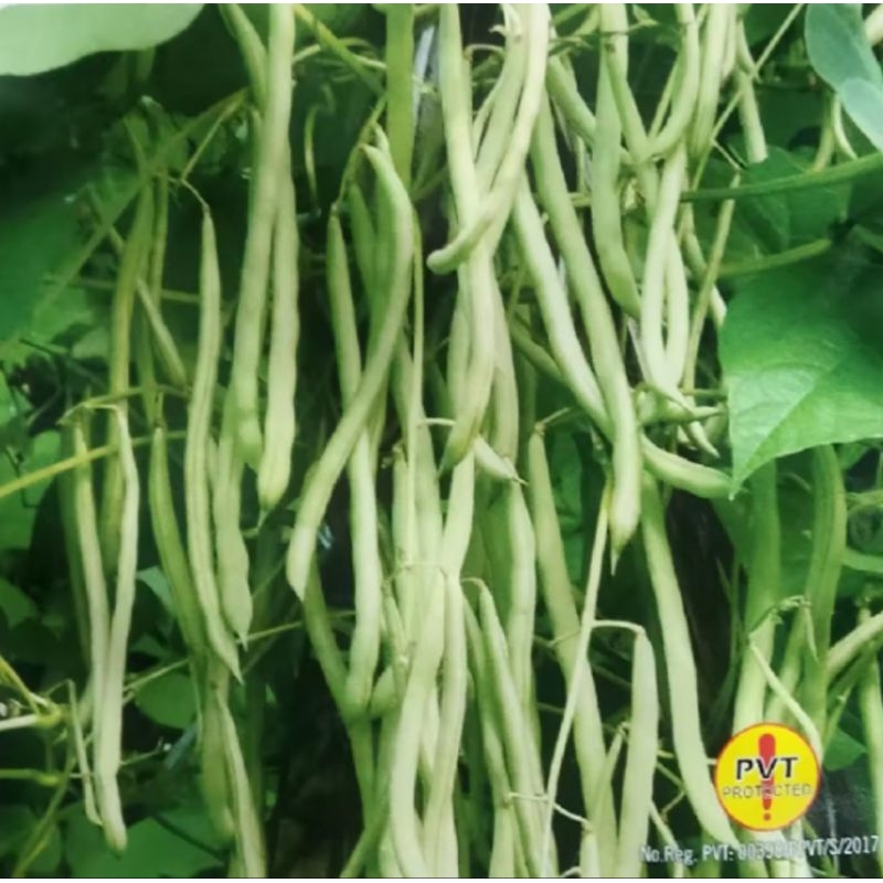 Jual 10 Butir BENIH BUNCIS MAXIPRO ( Kemasan Repack ) | Shopee Indonesia