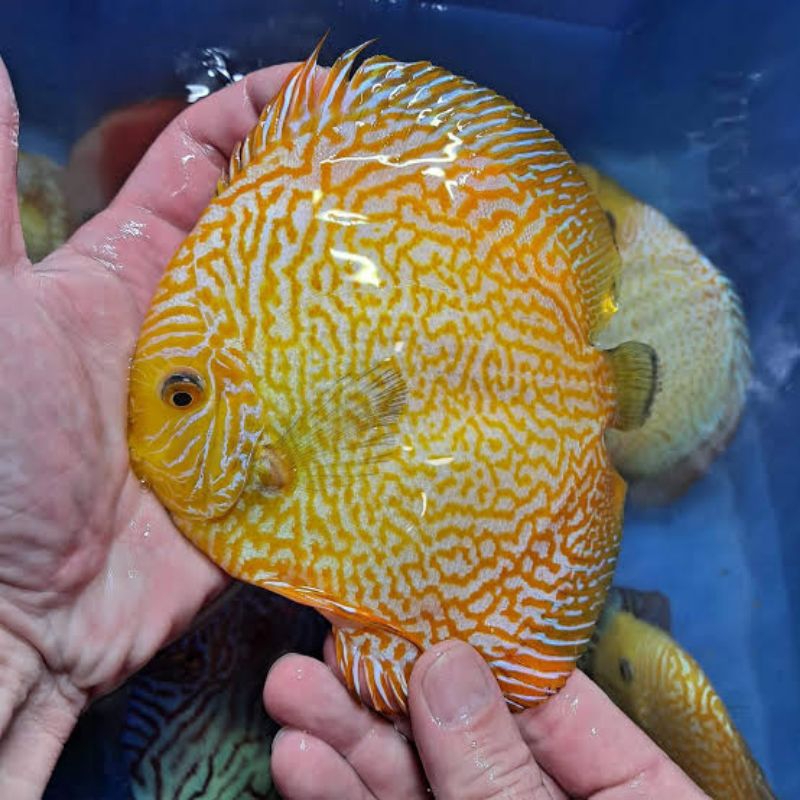 Jual hiasan aquarium ikan hias discus yellow phantera 2cm | Shopee ...
