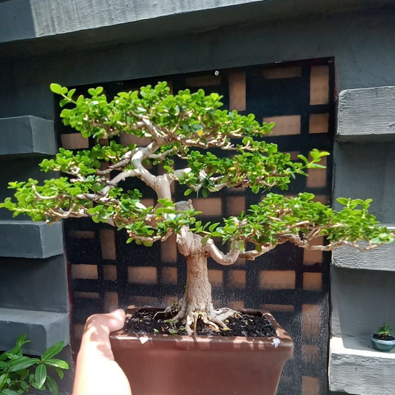 Jual Sancang | Shopee Indonesia