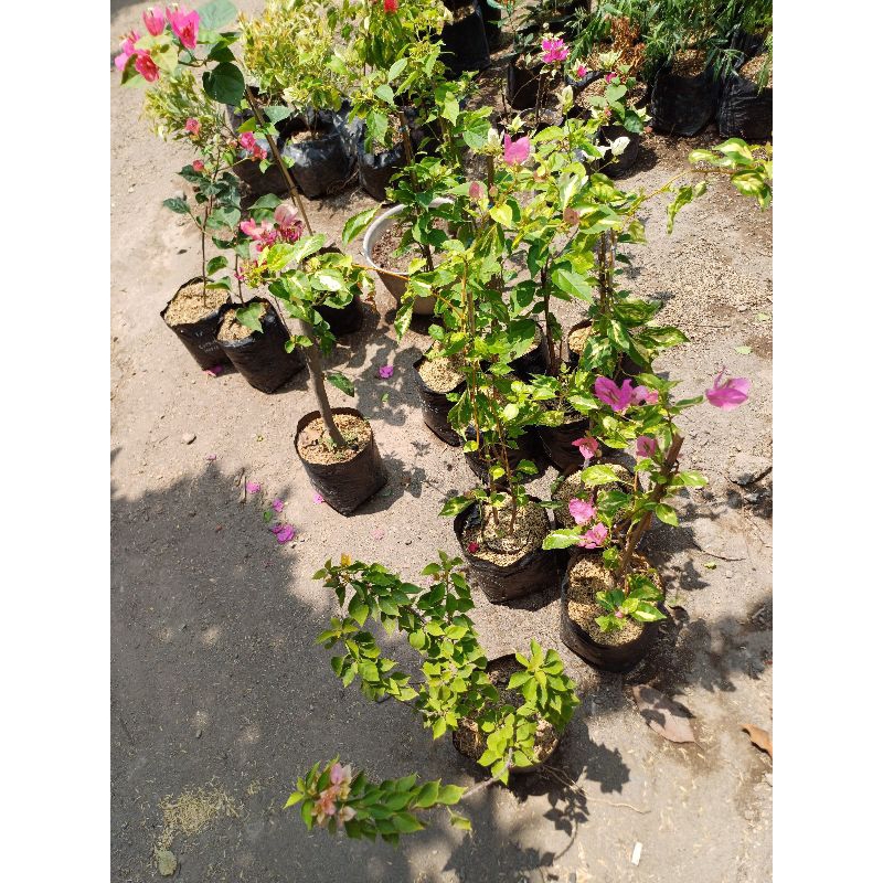 Jual Berbagai Macam Jenis Bunga Bougenville Shopee Indonesia