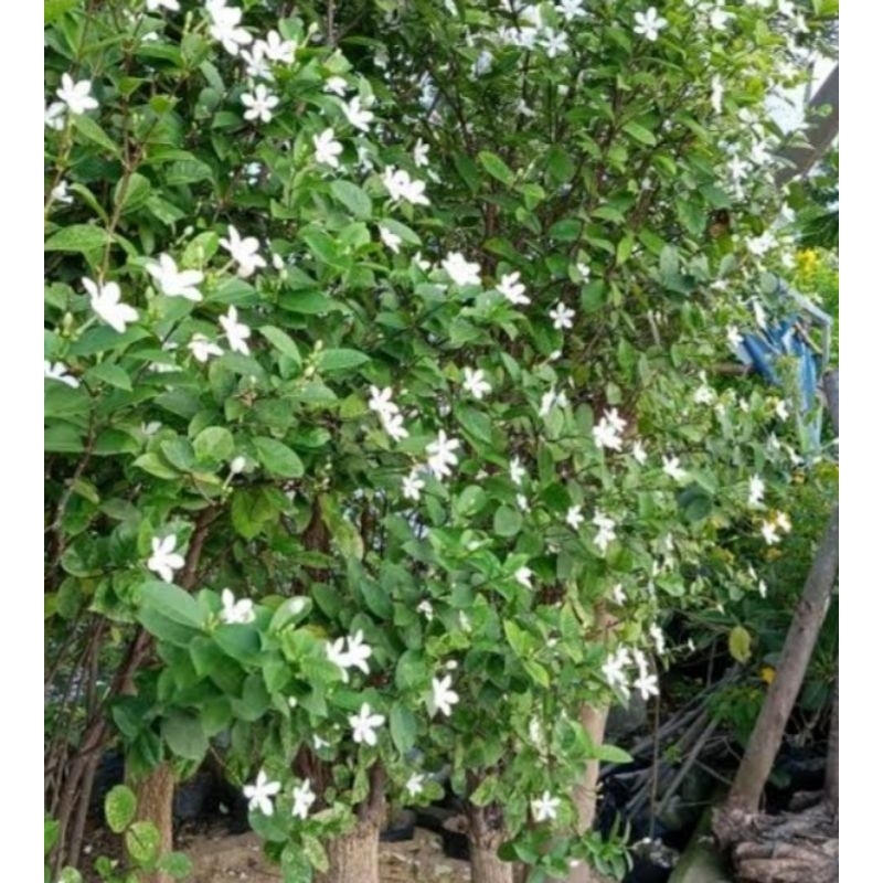 Jual Tanaman bunga melati jasmine melati yasmine | Shopee Indonesia
