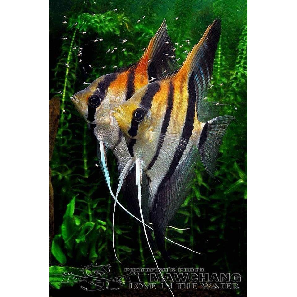 Jual MAN FISH | BIDADARI | MAN FISH BLACK WHITE | MAN FISH RED KOI ...