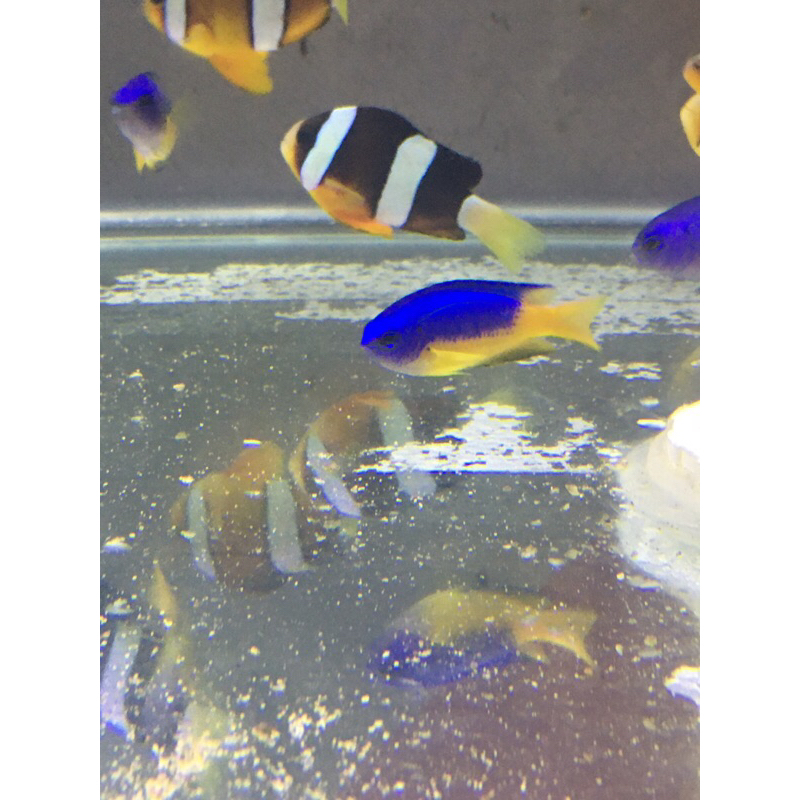 Jual ikan hias laut betok podangan | Shopee Indonesia