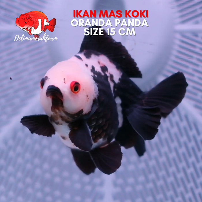 Jual IKAN MAS KOKI ORANDA PANDA JUMBO SIZE 14-15 CM | Shopee Indonesia