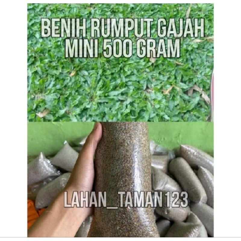 Jual benih rumput gajah mini 1kg | Shopee Indonesia
