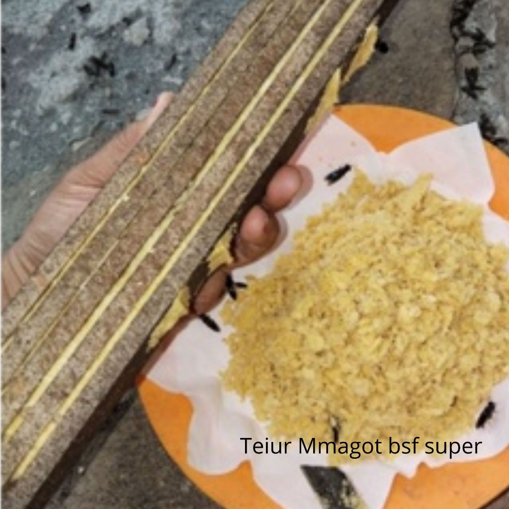 Jual telur bsf 25 grm.telur maggot bsf fresh | Shopee Indonesia