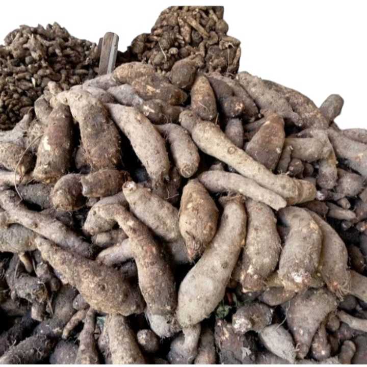 Jual Talas belitung kimpul masih segar 1 kg ukuran besar | Shopee Indonesia