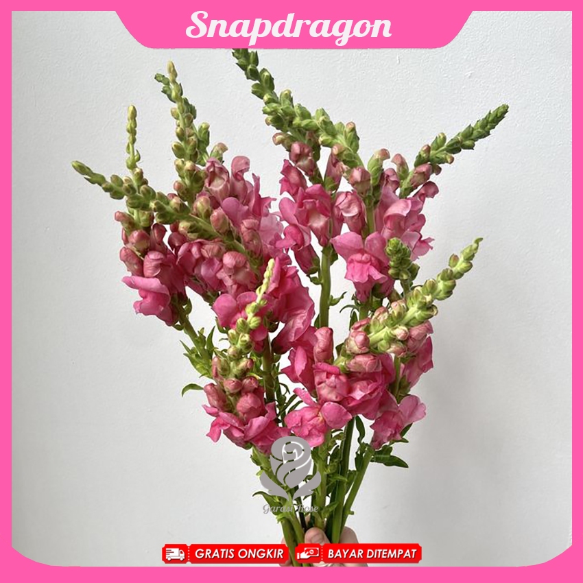 Jual Bibit Bunga Snapdragon Aneka Macam Warna - Benih Bunga Snapdragon ...