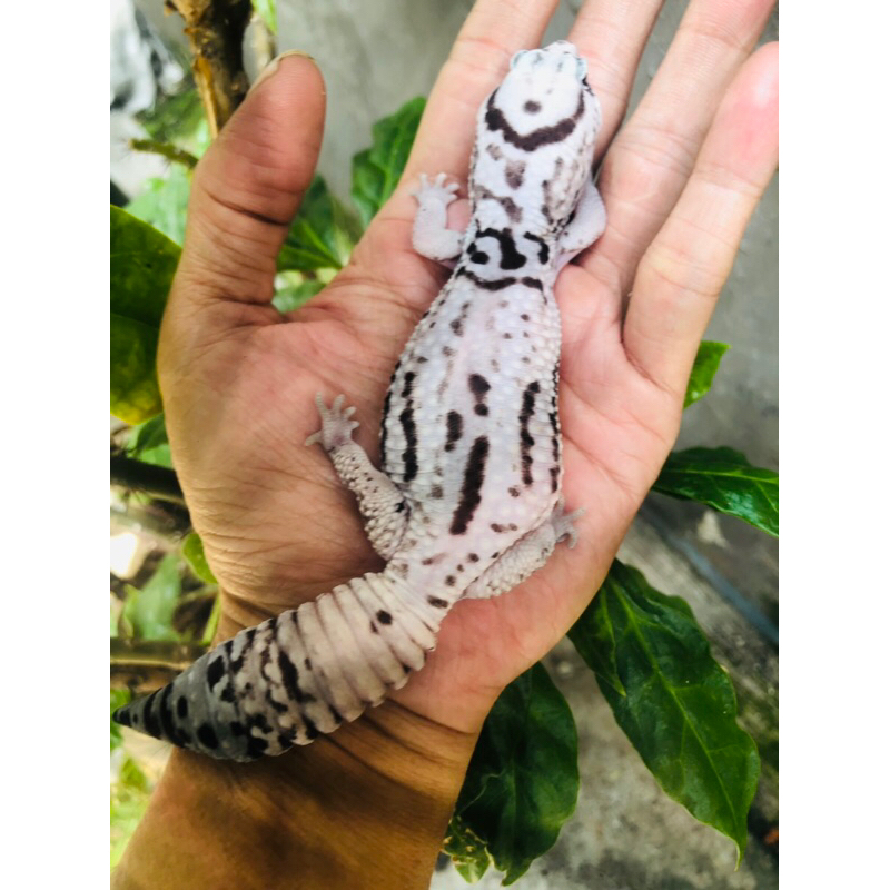 Jual GECKO AFT WO OREO PH PATTERLESS WO Oreo ph (FEMALE) ADULT grade A ...