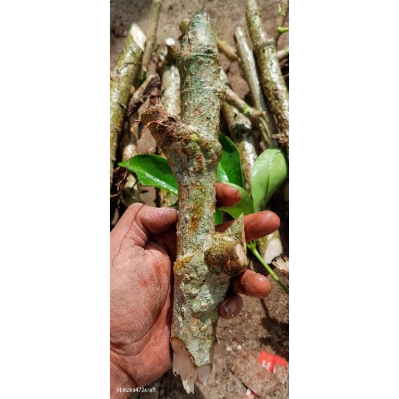 Jual bibit pohon telagasari / telogosari asli hidup untuk di tanam ...