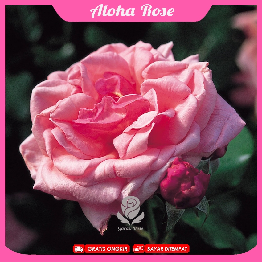 Jual Mawar Import Aloha (Climbing) | Shopee Indonesia