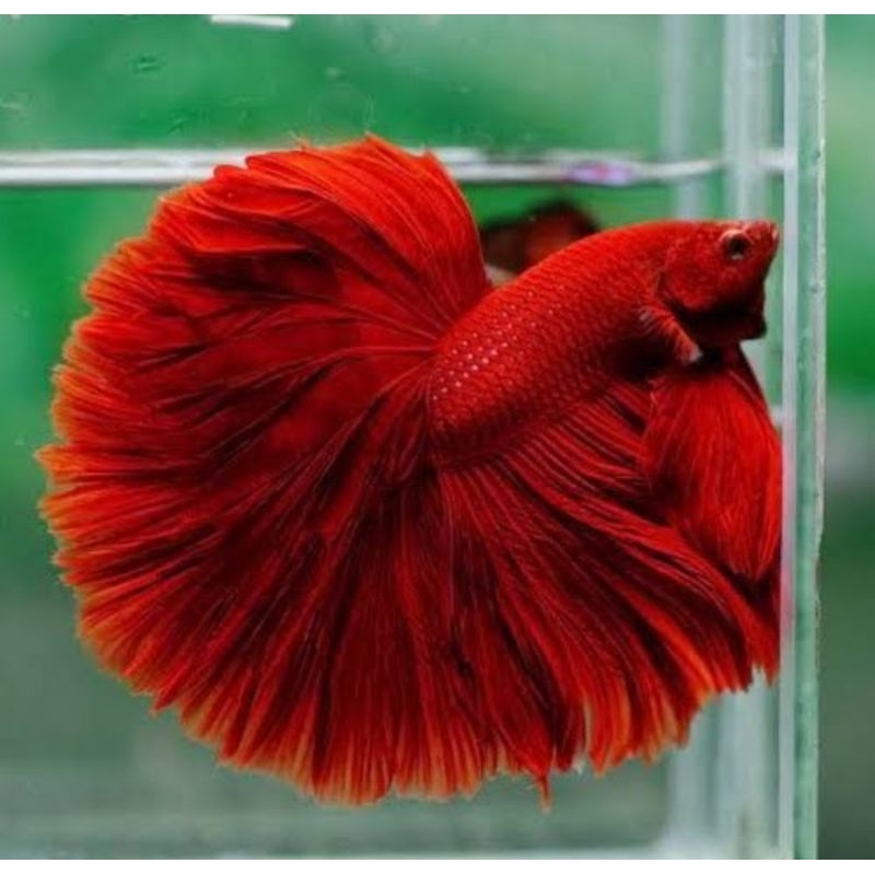 Jual Halmon Super red male female | Shopee Indonesia