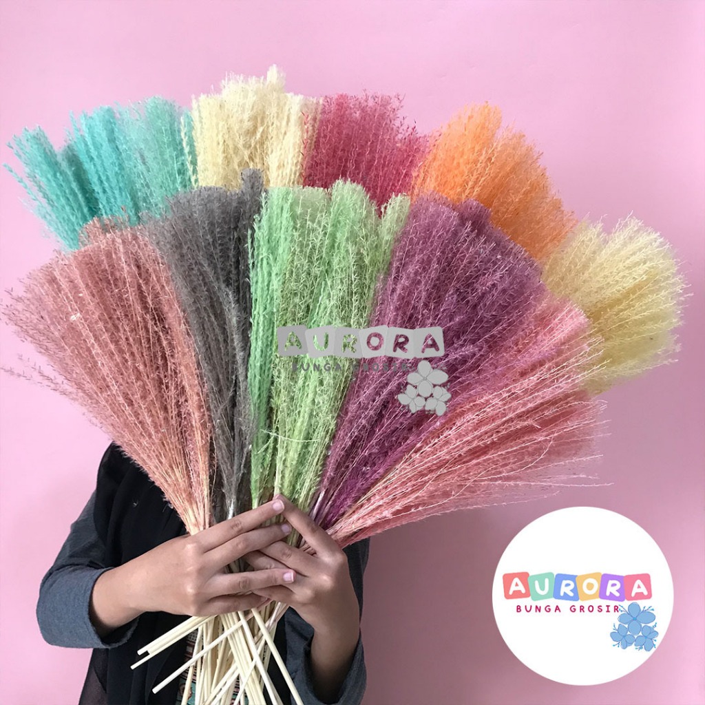 Jual Dried Flower Pampas Reed Color Rainbow Bunga Tanaman Rumput Bulu ...