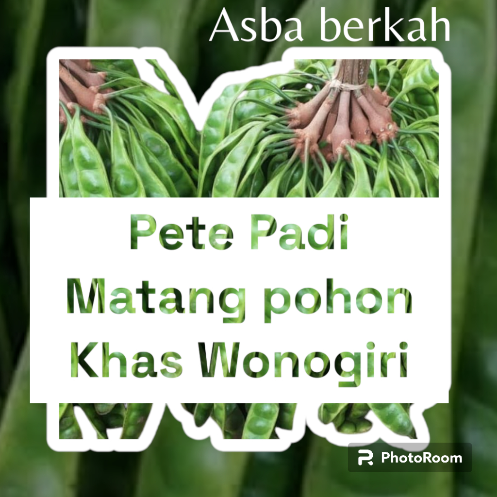 Jual Pete/Petai PADI MATANG POHON Khas Wonogiri Isi 10 papan Lalapan ...
