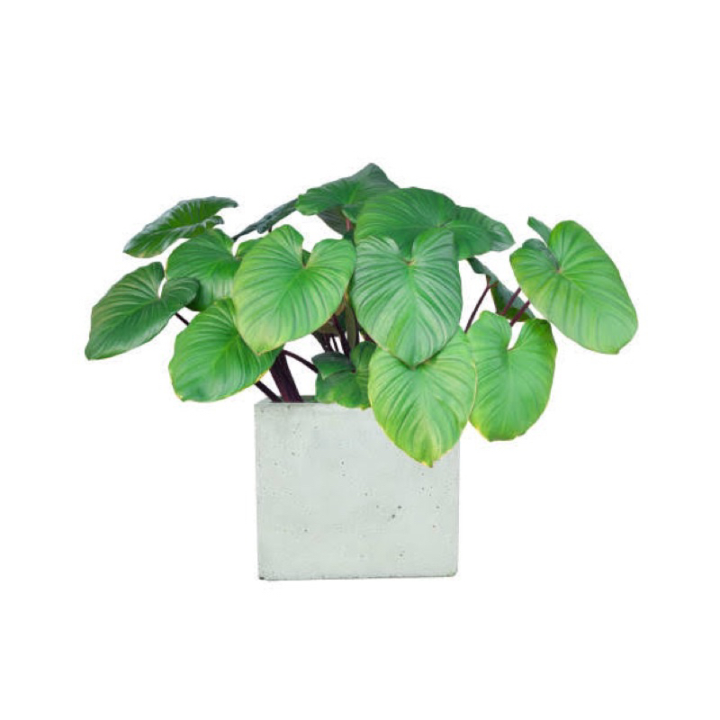 Jual Keladi Homalomena atau Kemoyang (tanaman hias meja/tanaman hias ...