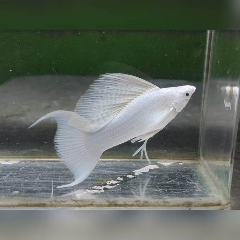 Jual Ikan Hias Molly Cawang Molly Ekor Panjang Molly Slayer Molly Lyre ...