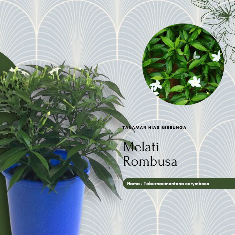 Jual Tanaman melati rombusa / melati china / Bunga melati | Shopee ...