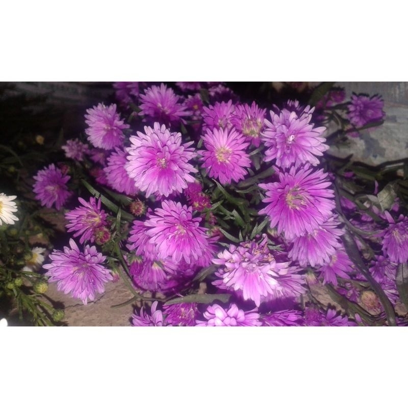 Jual Tanaman bunga aster pikok biru/sudah berbunga dan rimbun | Shopee ...