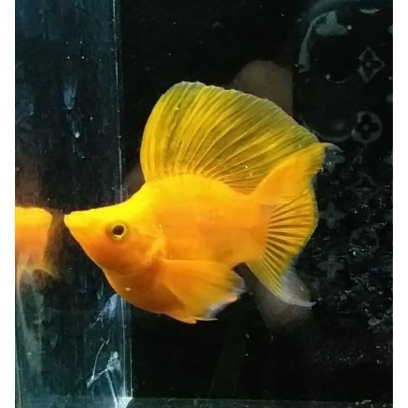 Jual Ikan Hias Molly Balon Molly Sunkist Molly Marble Molly Teyeng ...