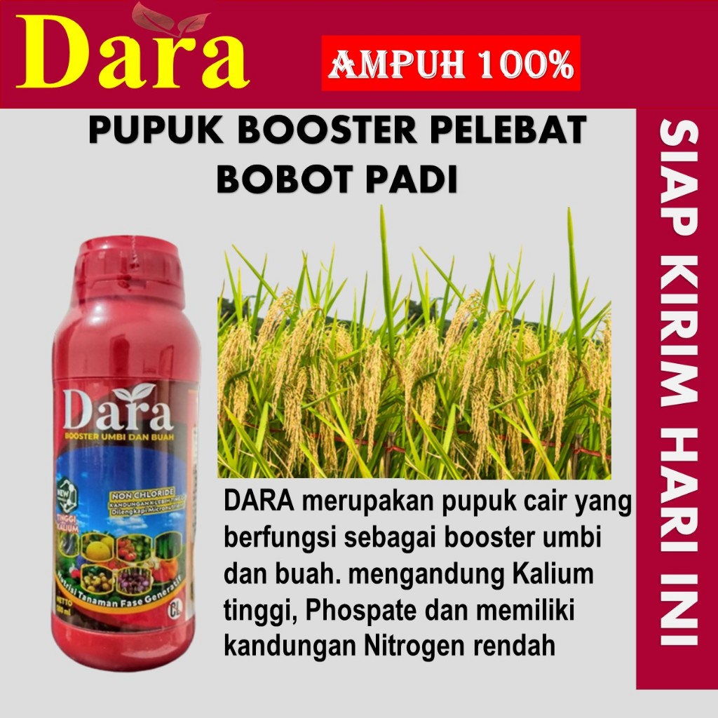 Jual PUPUK Obat Penambah Bobot Padi DARA 500 ML Paling Bagus dan Atasi Kerdil Rumput Padi ...