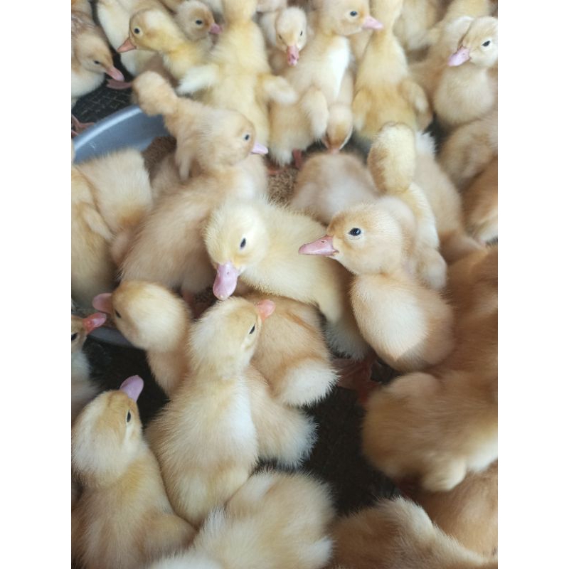Jual Bebek Peking - Dod Peking - Bibit Bebek Peking ( Bebek Putih ...
