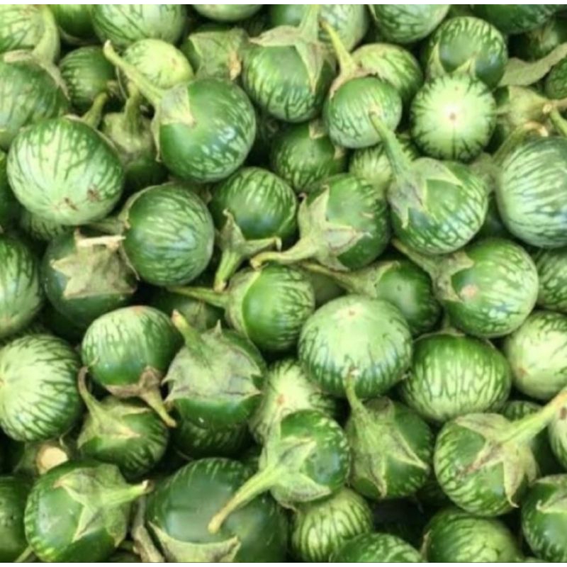 Jual Terong/sayur terong fresh bulat murah | Shopee Indonesia