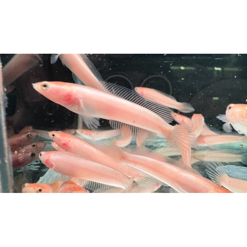 Jual Stiker Golden Pulcra size 5-6cm | Shopee Indonesia