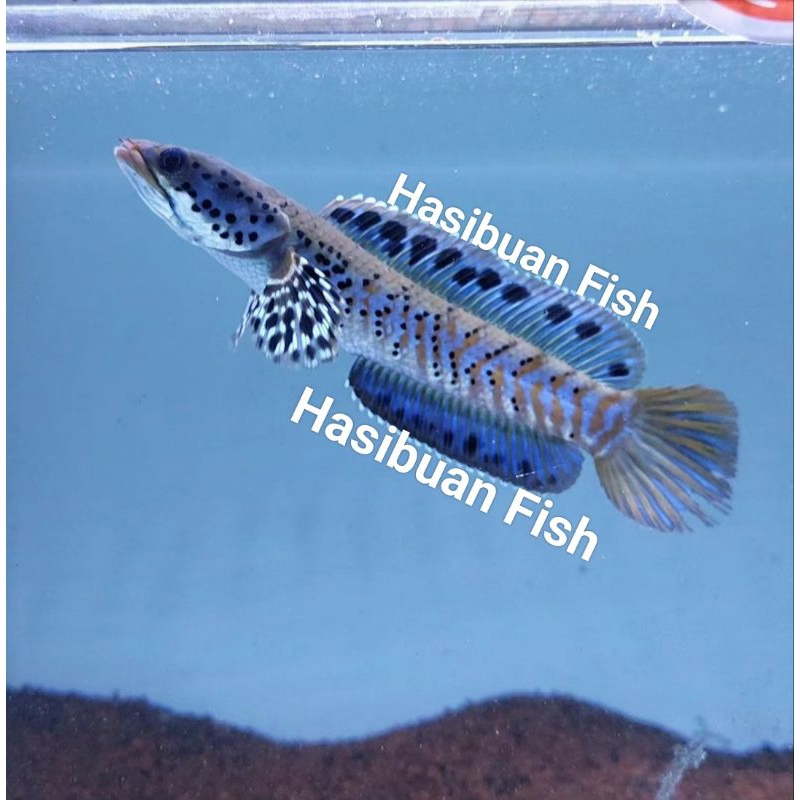 Jual Channa Orna Yellow Lips Full Dot Full Yellow Spot Sortiran Terbaik ...