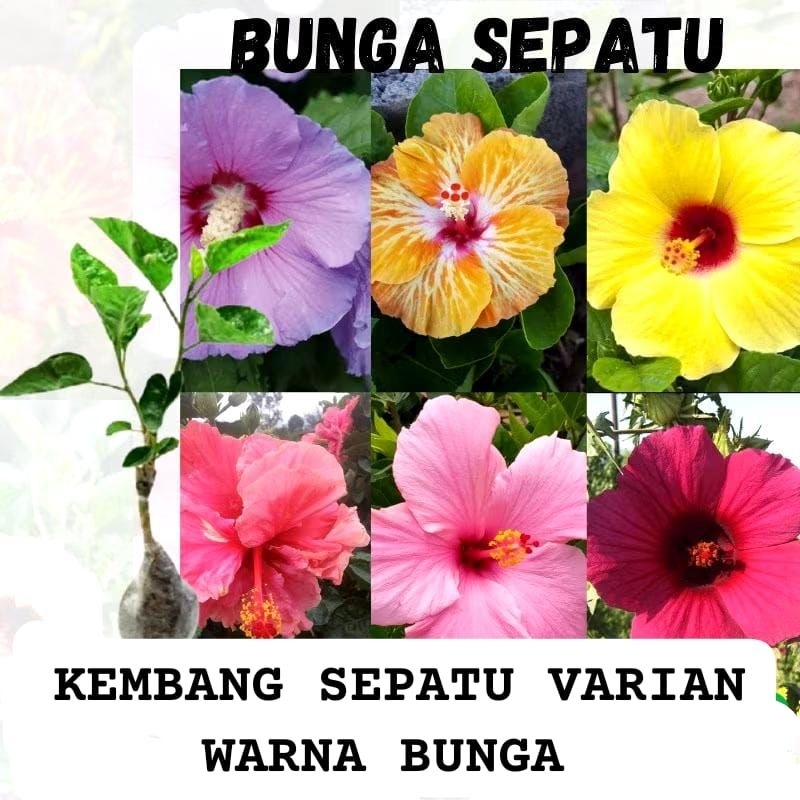 Jual (BISA COD) TERMURAH! Tanaman Hias Bunga Sepatu Tanaman Hidup ...