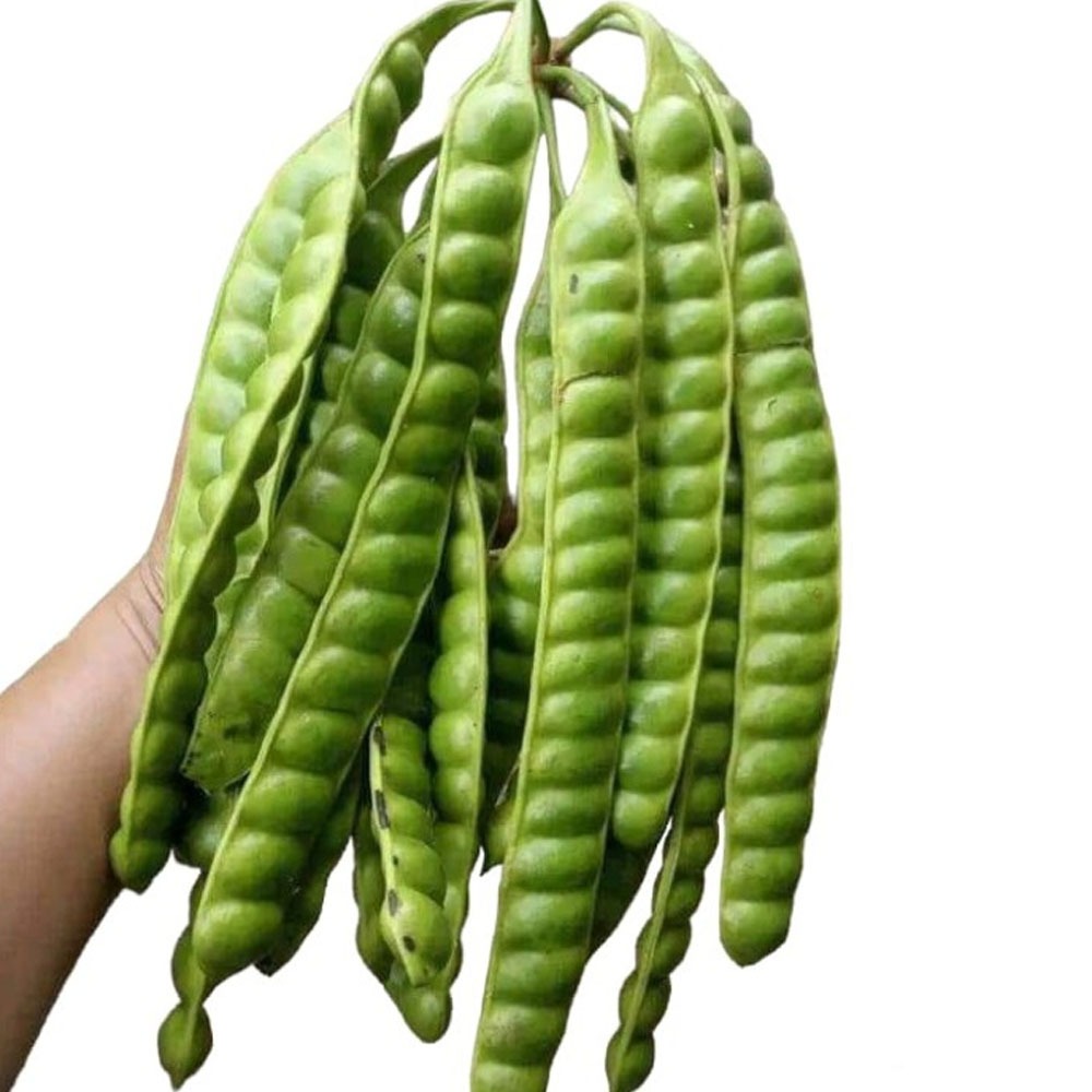 Jual OBRAL PETE PETAI 4 PAPAN / LONJOR | Shopee Indonesia
