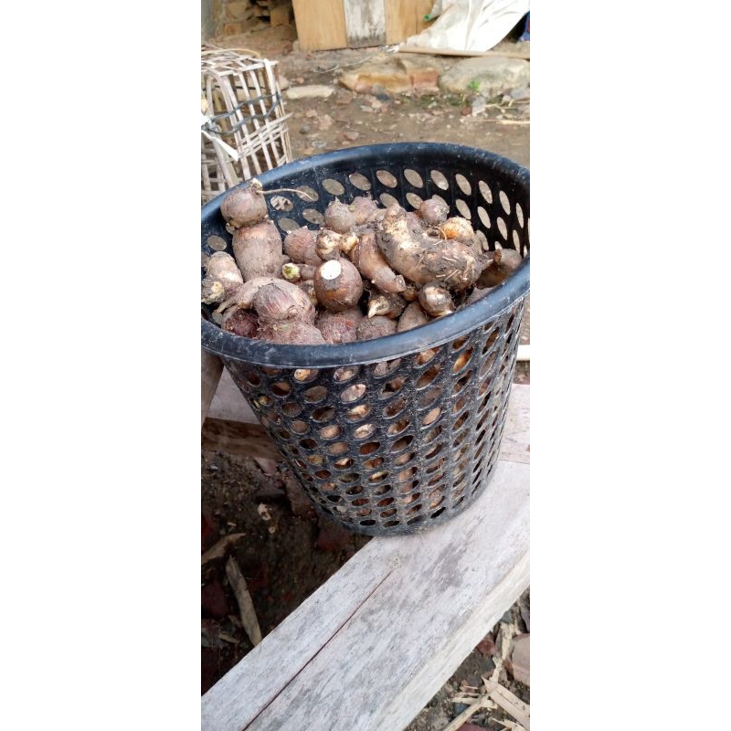 Jual talas satoimo/talas jepang 1kg | Shopee Indonesia