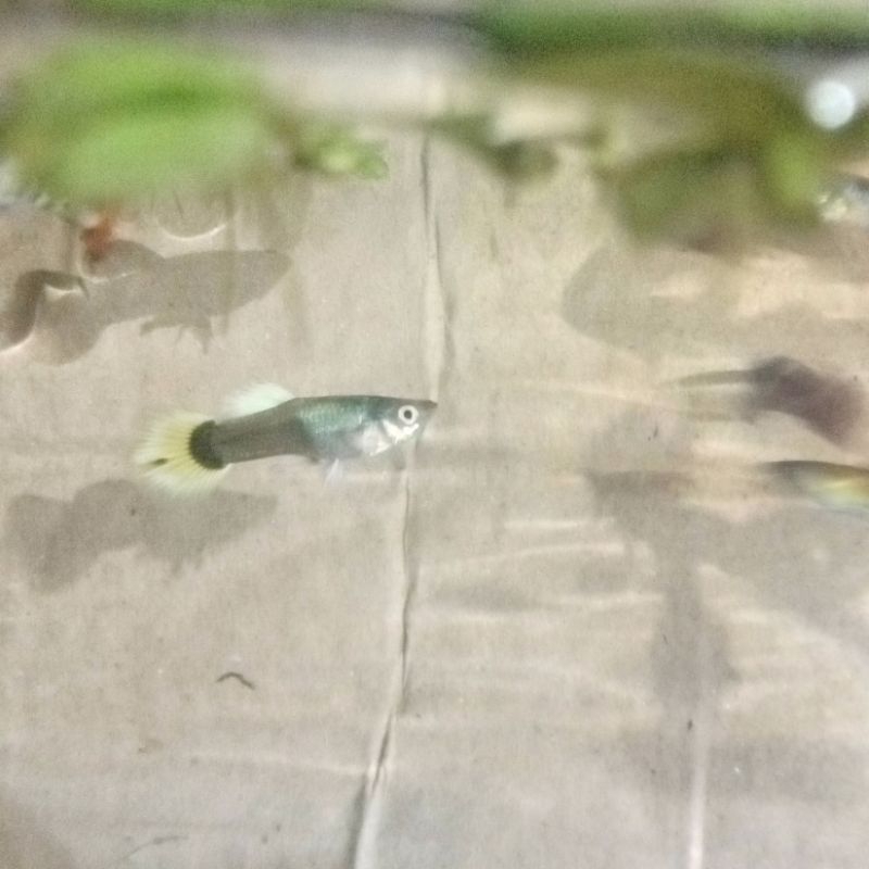 Jual Guppy PYS Platinum Yellow Skin hiasan ikan Guppy/ 1 ekor | Shopee Indonesia