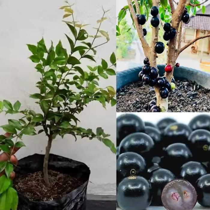 Jual Bibit Tanaman Buah Anggur Brazil ASLI bibit tanaman anggur brazil ...