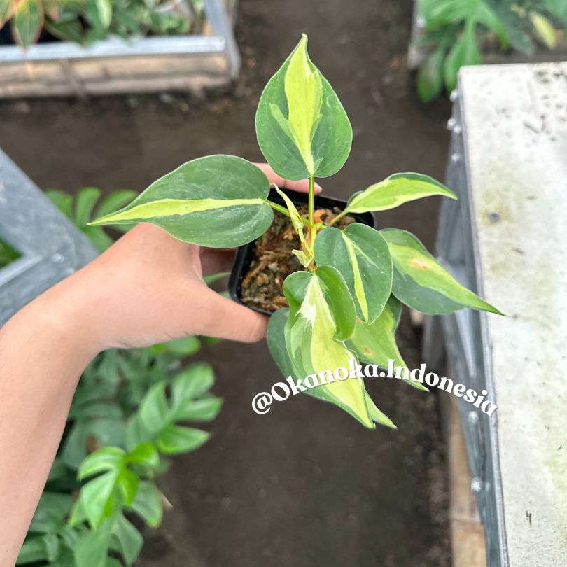 Jual Philodendron Gabby | Shopee Indonesia