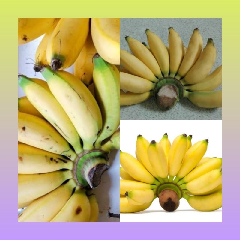 Jual Pisang muli segar 1 kg | Pisang baby muli 1 kilo | Pisang Moli ...