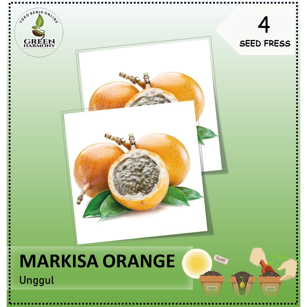 Jual 5 Biji - Bibit Benih Buah Markisa Orange Unggul | Shopee Indonesia