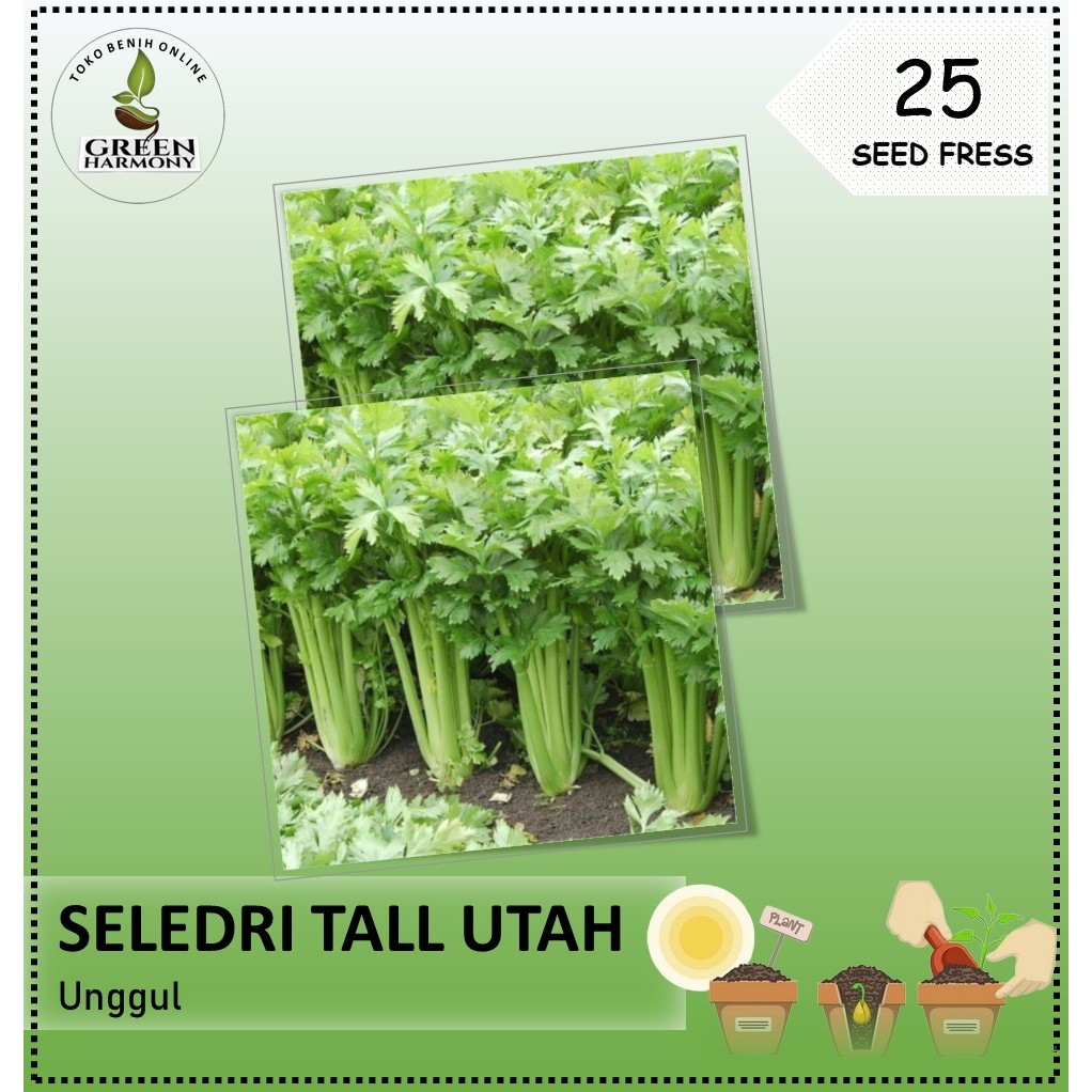 Jual 25 Biji - Seledri TALL UTAH (Seledri Batang Besar / Seledri Stik ...