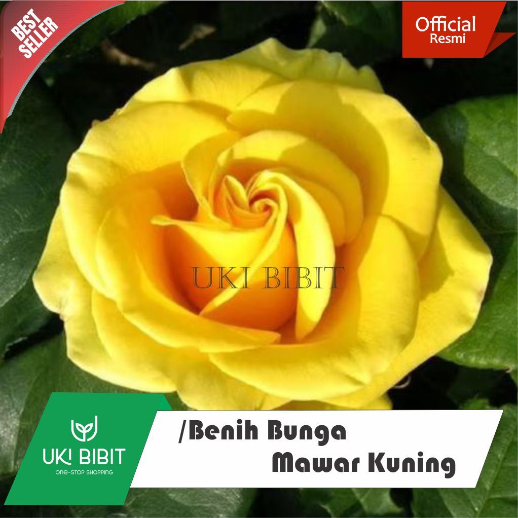 Jual ( 10 Butir ) Benih Bunga Mawar Kuning | Shopee Indonesia