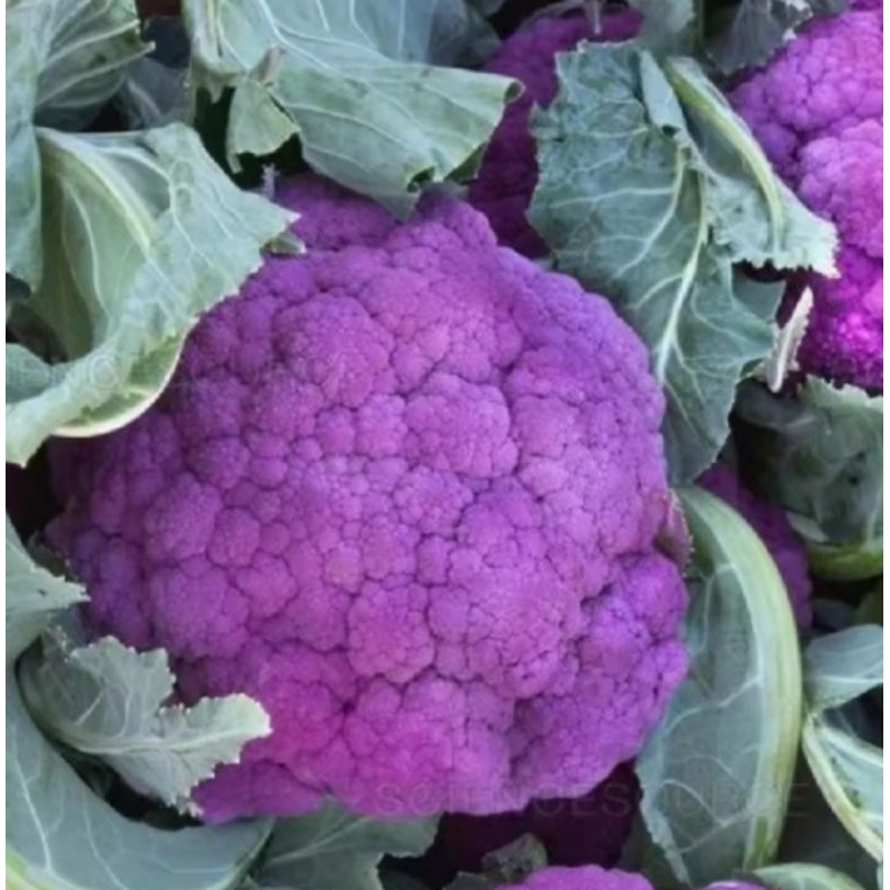 Jual 15 Benih Bunga Kol Kembang Kol Ungu | Shopee Indonesia