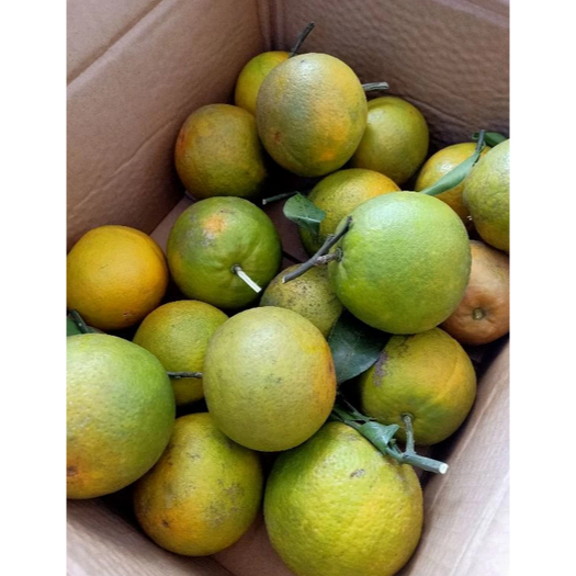 Jual Jeruk Baby malang maniss super 1 kg isi 5/6/7 | Shopee Indonesia